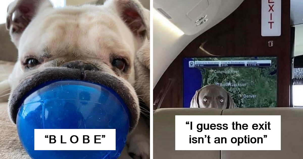“Cryptid Dogs”: 30 Times People Managed To Snap A Pic Of Their Dogs At ...