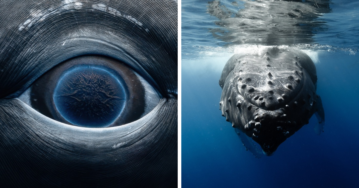 Stunning Underwater Photography Of Marine Life By Rachel Moore (42 Pics ...