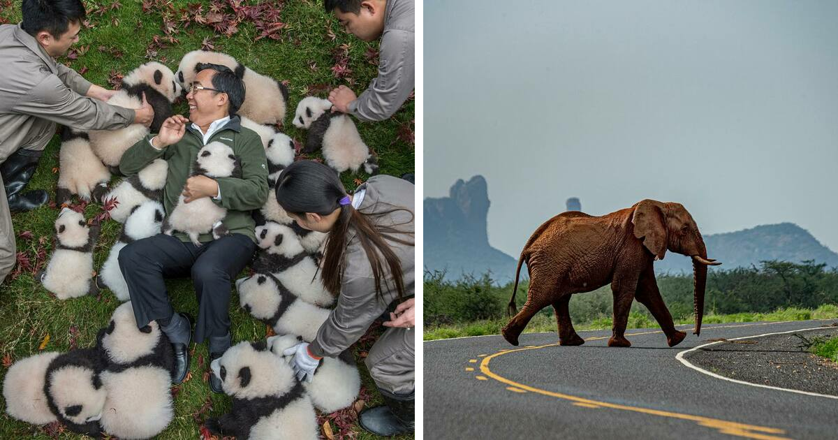 This Photographer Lived In Mud Huts, Wore A Panda Suit, And Changed How ...