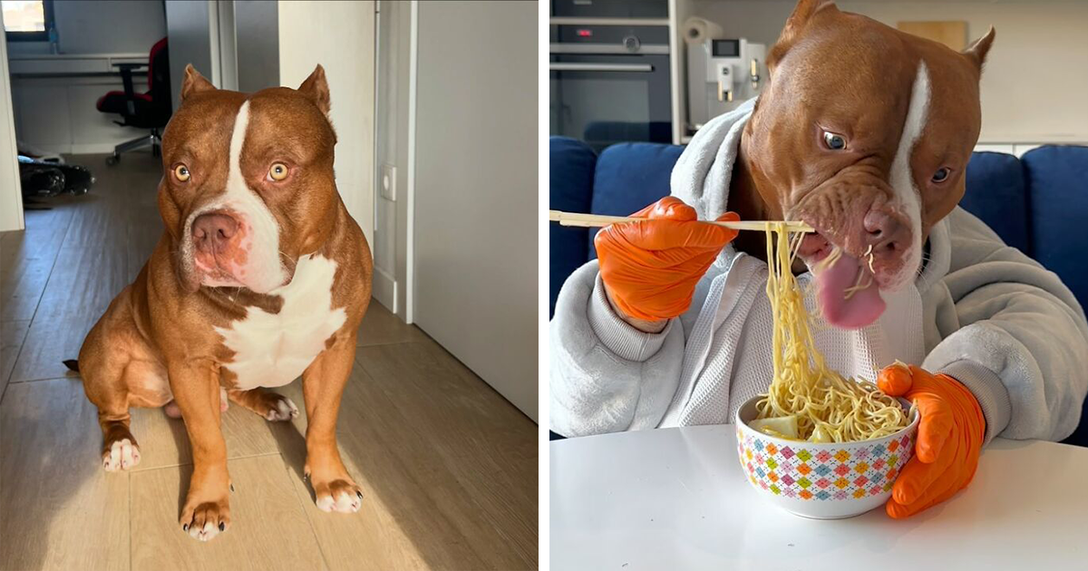 This Dog Eats Better Than You Do: Biggie The American Bully’s Dining ...