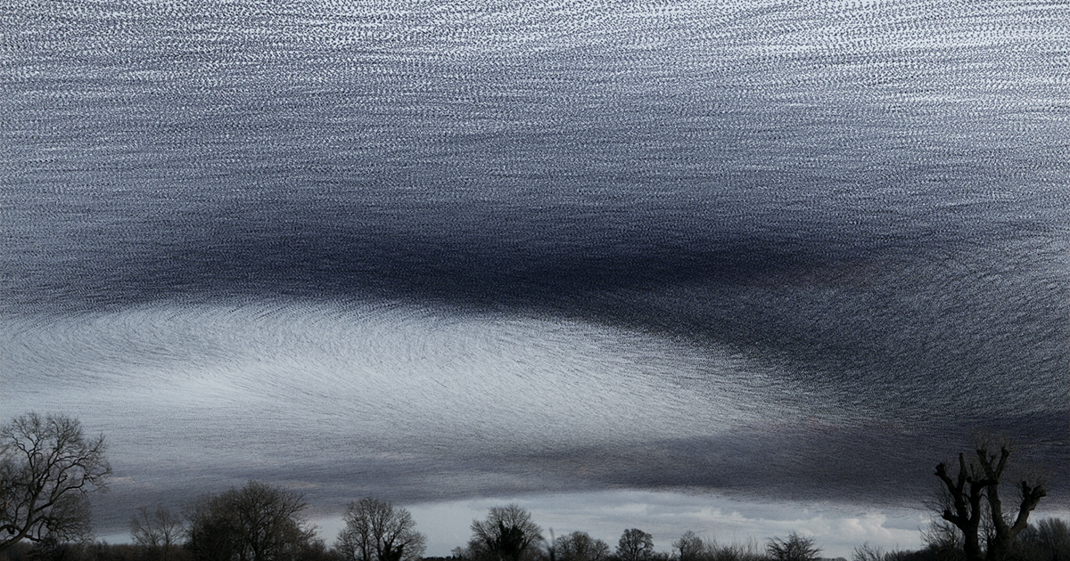 This Artist Captured 20 Mesmerizing Photos That Turn Bird Migration ...