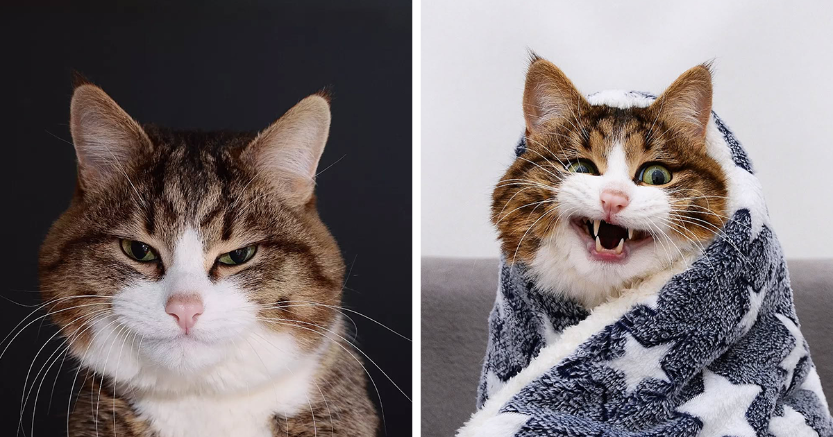 Meet Rexie, The Handicapped Cat Who Steals People’s Hearts With The ...