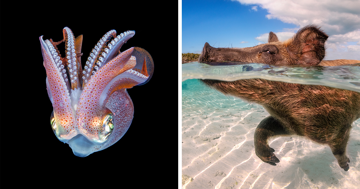 30 Enchanting Photos Capturing Wildlife By Kat Zhou | Bored Panda