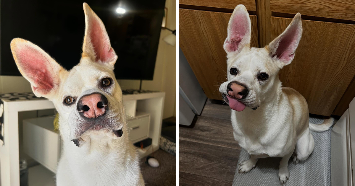 Meet Luna, A Uniquely Adorable Pup With The Biggest Ears You’ve ...