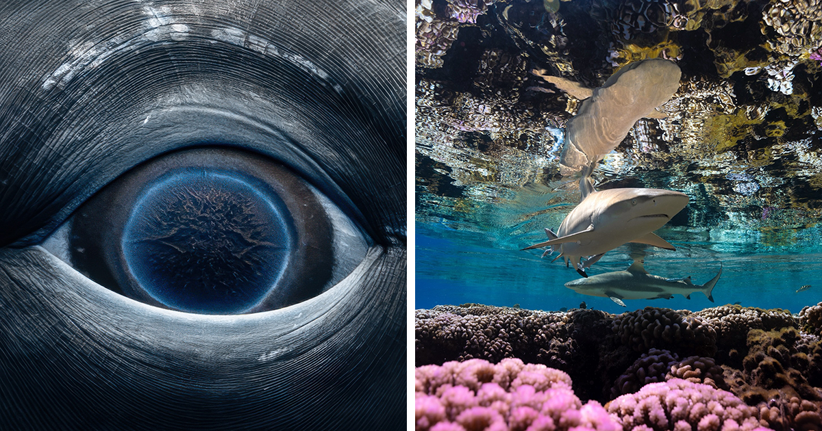 30 Incredible Underwater Shots That Showcase The Ocean’s Hidden Wonders ...