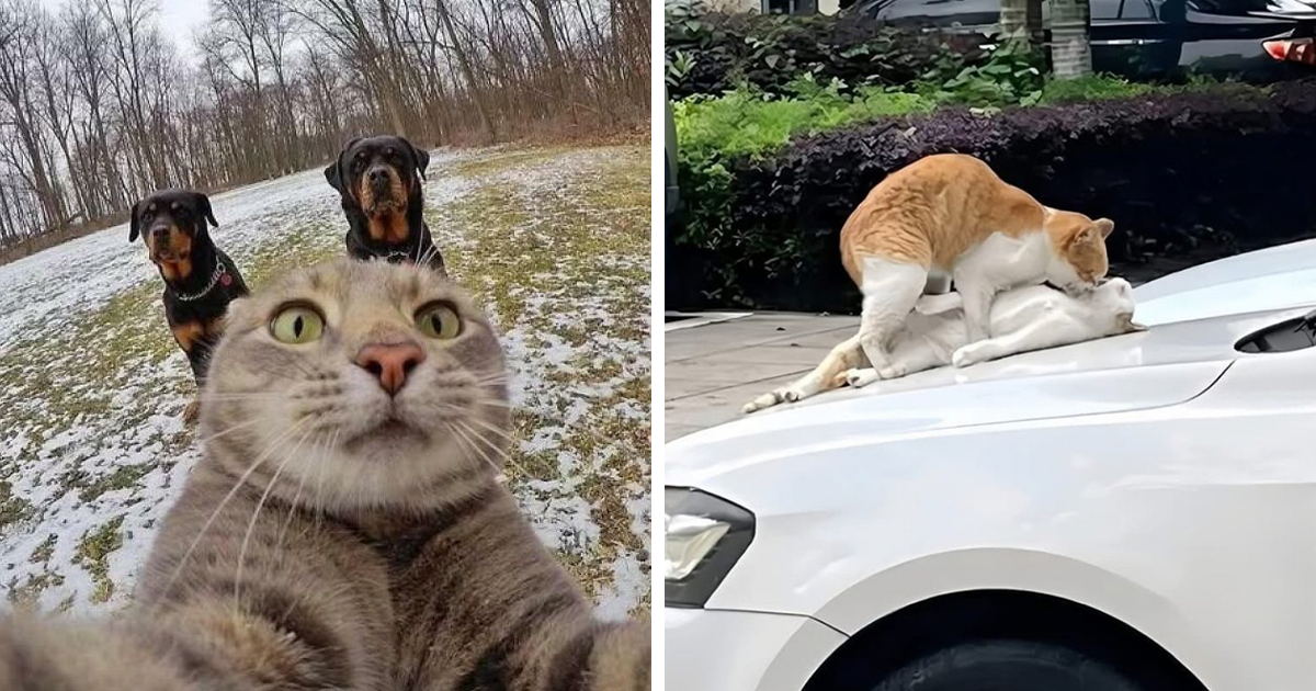 26 Animal Photos That Are Too Weird Not To Share | Bored Panda