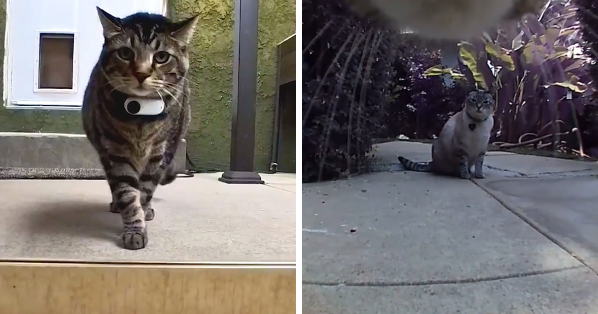 Meet Gonzo, The Romantic Trash-Collecting Cat Who Is Winning Hearts ...