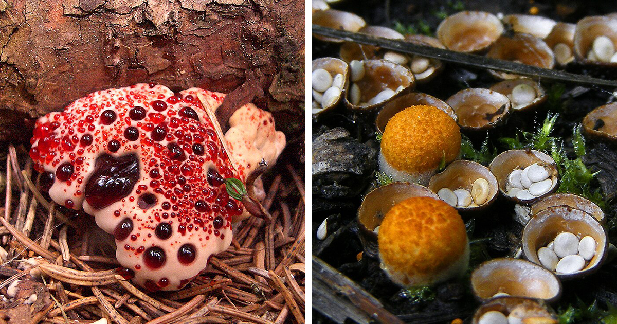 15 Of The Weirdest And Most Wonderful Fungi On Earth | Bored Panda