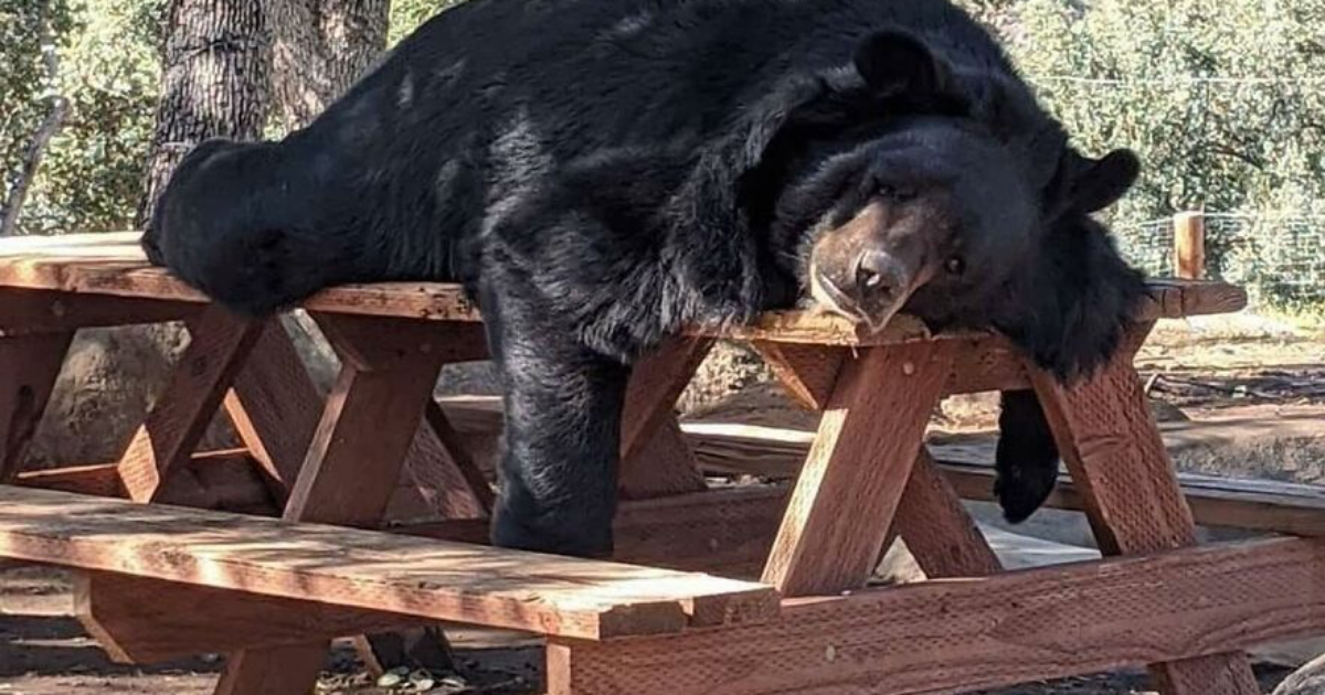 50 Adorable And Amazing Animals To Help You Cleanse Your Mind Of All ...