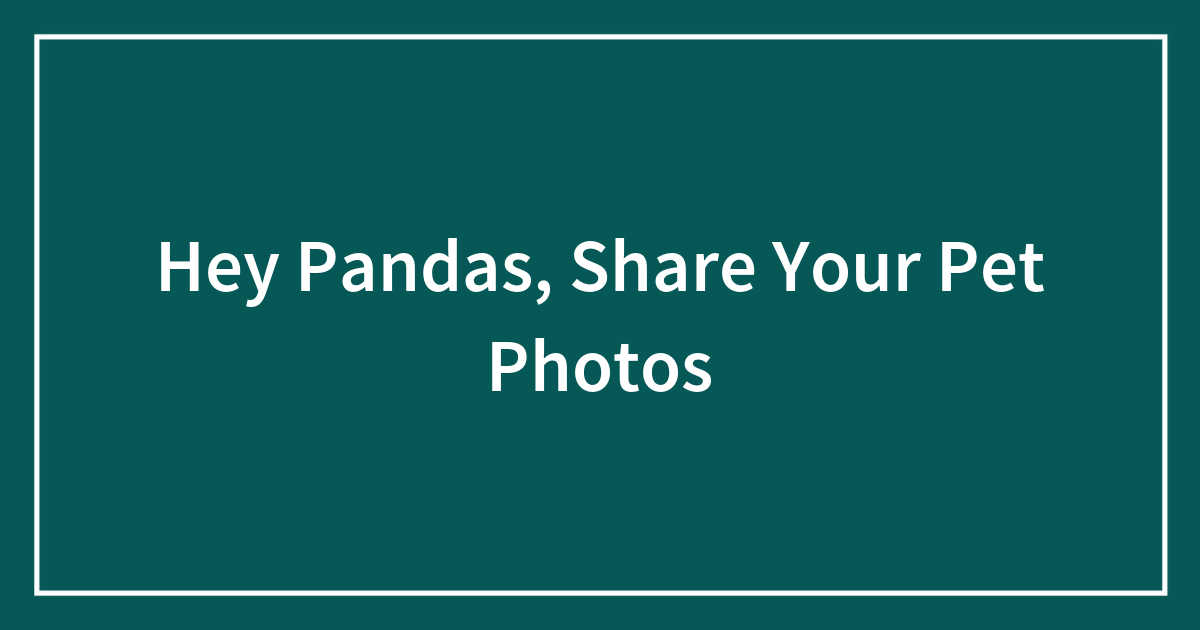 Hey Pandas, Share Your Pet Photos | Bored Panda