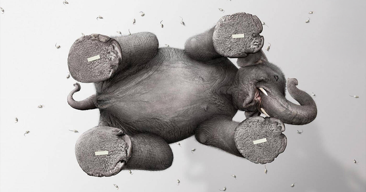 From Heartbreaking To Hilarious: 26 Ad Campaigns Featuring Elephants ...