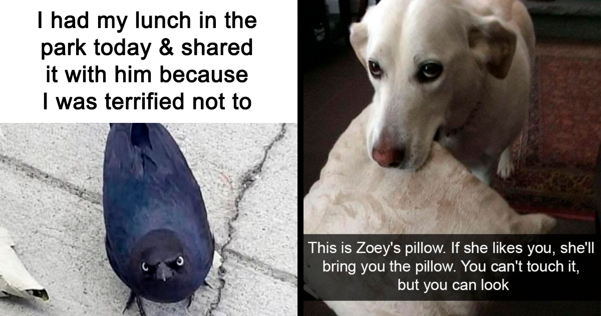 “So You Went To The Bathroom Without Me”: 50 Animal Memes That Might ...
