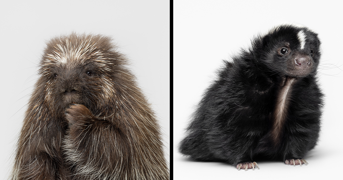 Greg Murray Photographed 44 Different Animals, And Their Expressions ...