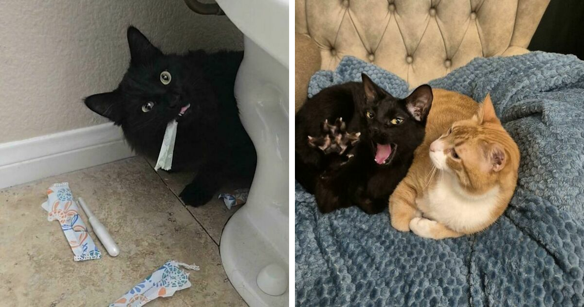 40 Incredibly Amusing, Cute And Silly-Looking Black Cats That Will Make ...