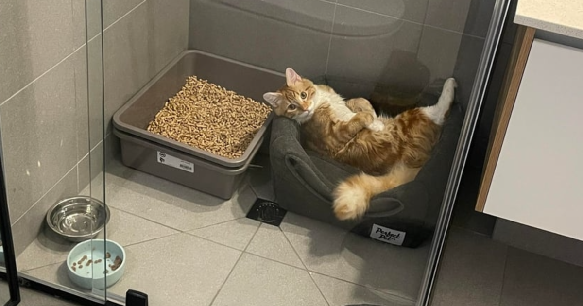 46 Foster Animals So Adorable That You Will House Them In Your Heart ...
