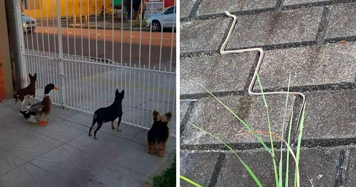40 Pictures Of Animals Who Woke Up And Chose Nonsense | Bored Panda