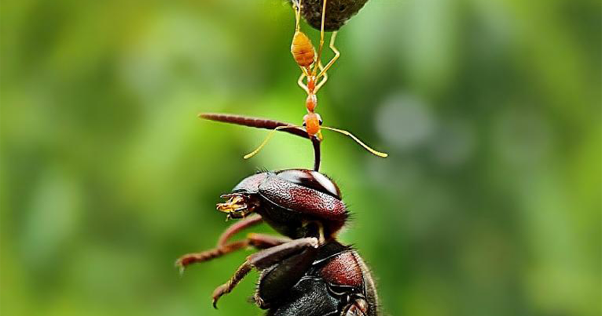 50 Incredible Macro Photos Revealing A Hidden World Of Tiny Creatures ...
