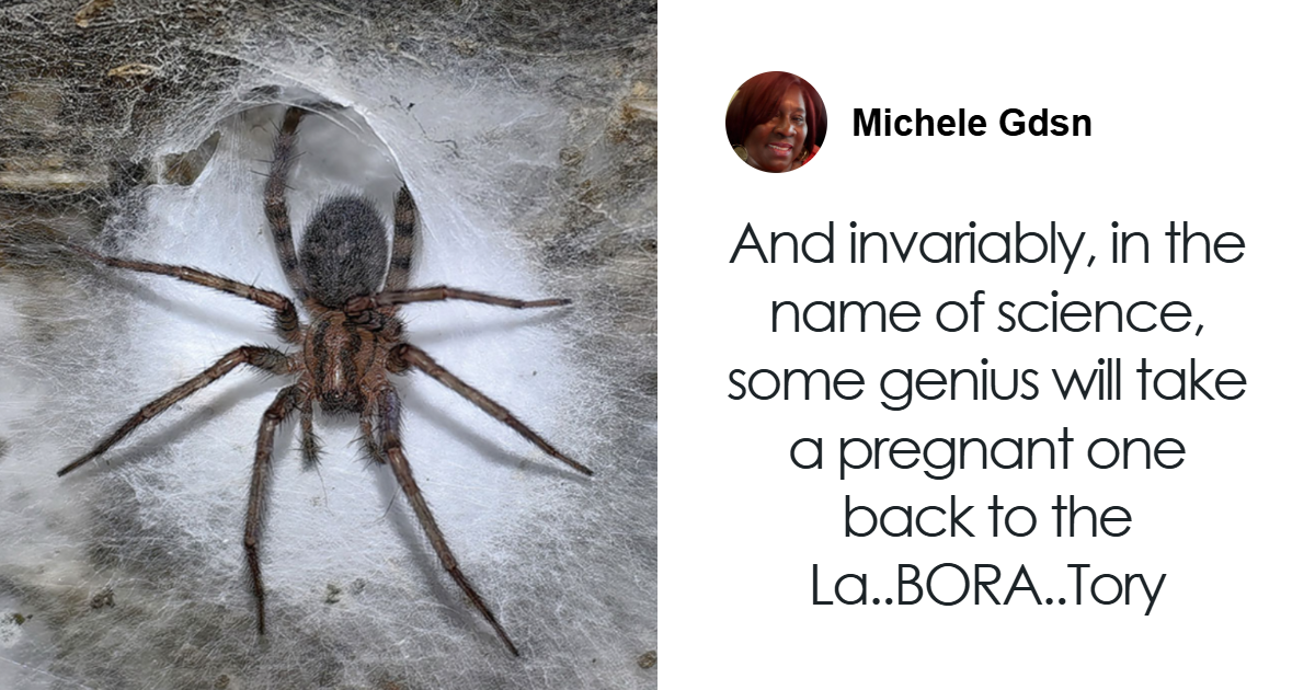 The World’s Biggest Spider Web Has Been Found, And It’s Pure Nightmare ...