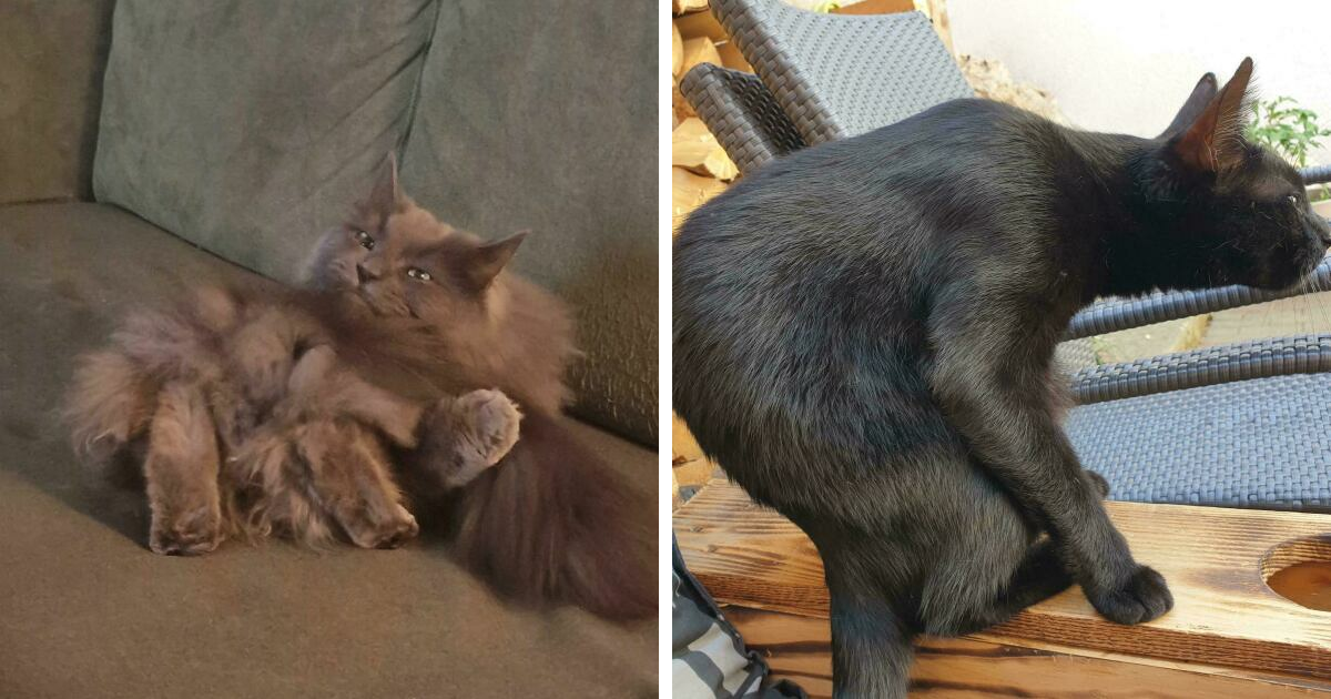 These “Cryptid Cats” Are Here To Hijack Your Heart With Their Weirdness ...