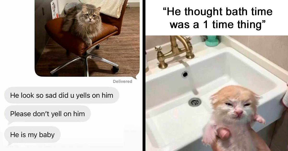 120 Animal Memes That Help People Forget Heavy Thoughts And Have A ...