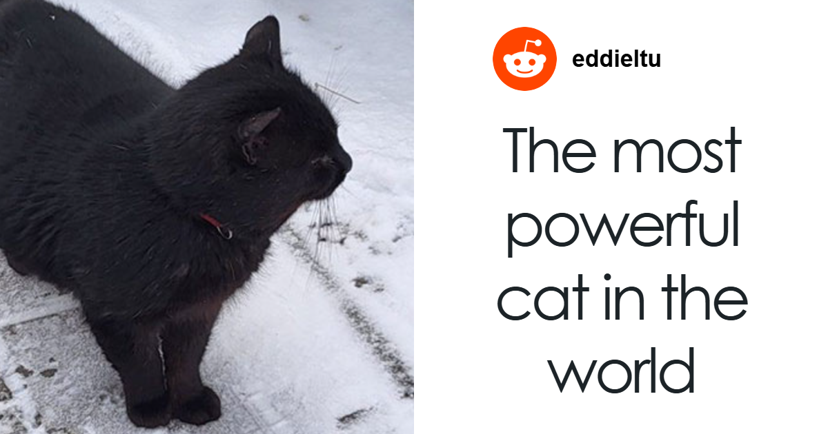 Lithuania Debates Bizarre Law Giving Lawmaker’s Cat Power Over ...