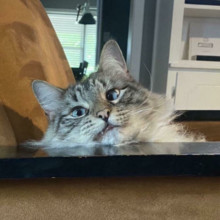 34 Funny Pics Of Goofy Cats Who Look Like Their Brain Took The Day Off ...