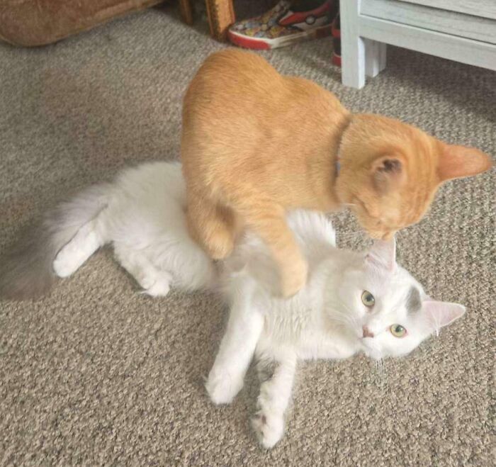 34 Funny Pics Of Goofy Cats Who Look Like Their Brain Took The Day Off ...