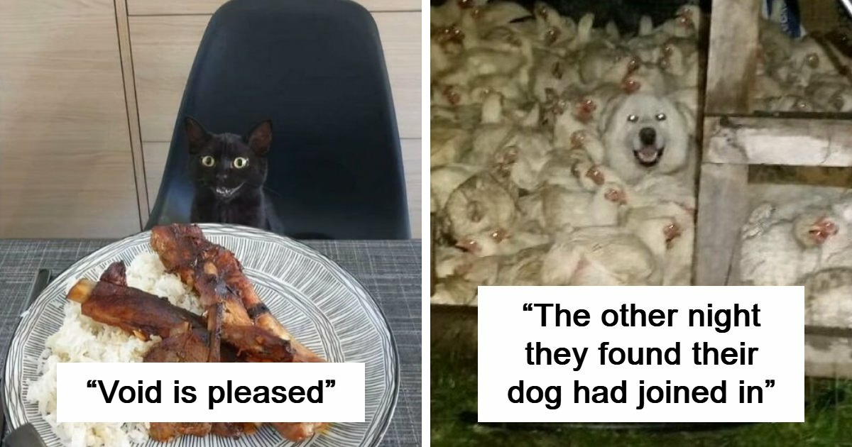 “He Did A Bunch Of Catnip”: 79 Times People Captured Animals Pulling A ...