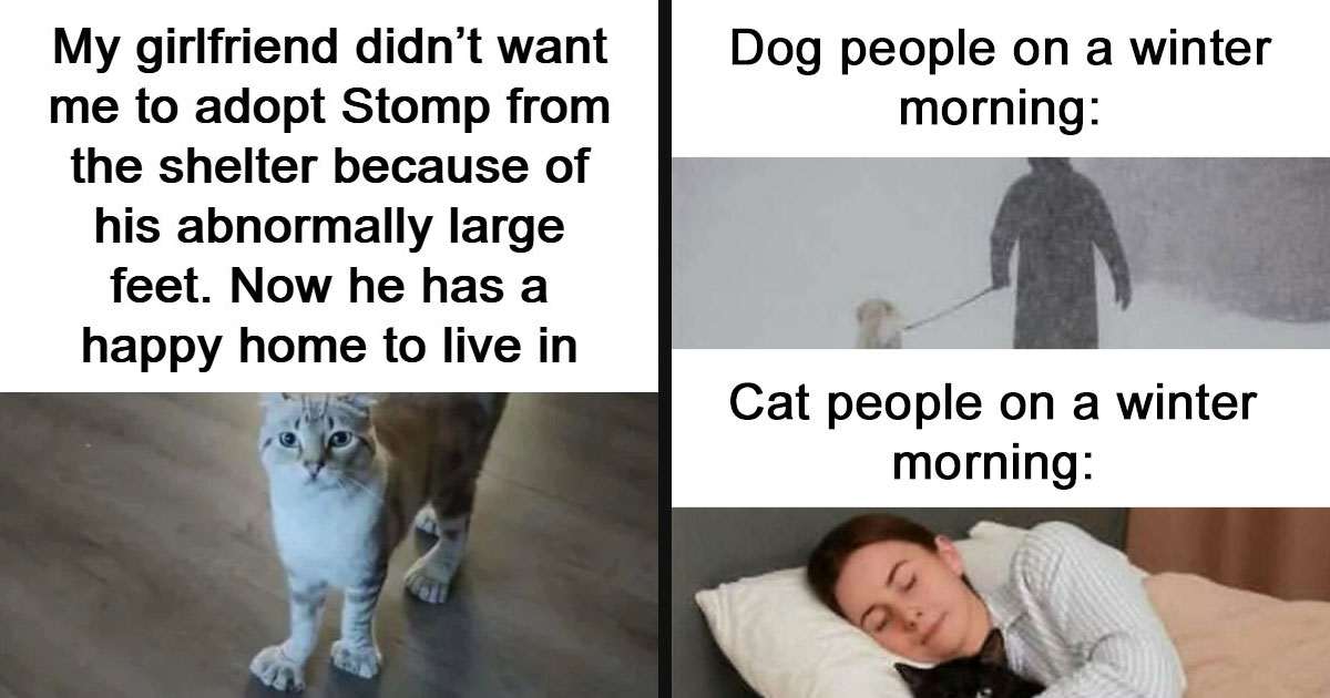 These 50 Cat Memes Are Exactly What The Internet Needed Today | Bored Panda