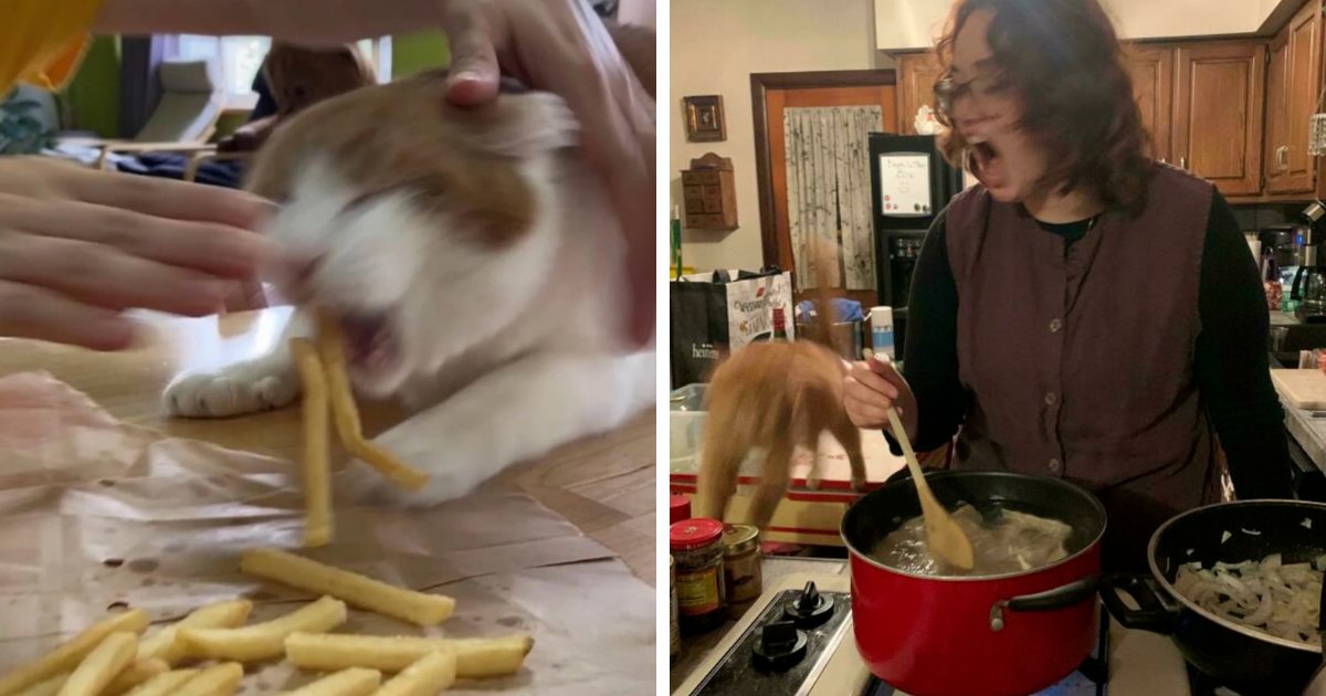 52 Adorable And Hilarious Images Of Blurry, Scrungy And Cow Cats To ...