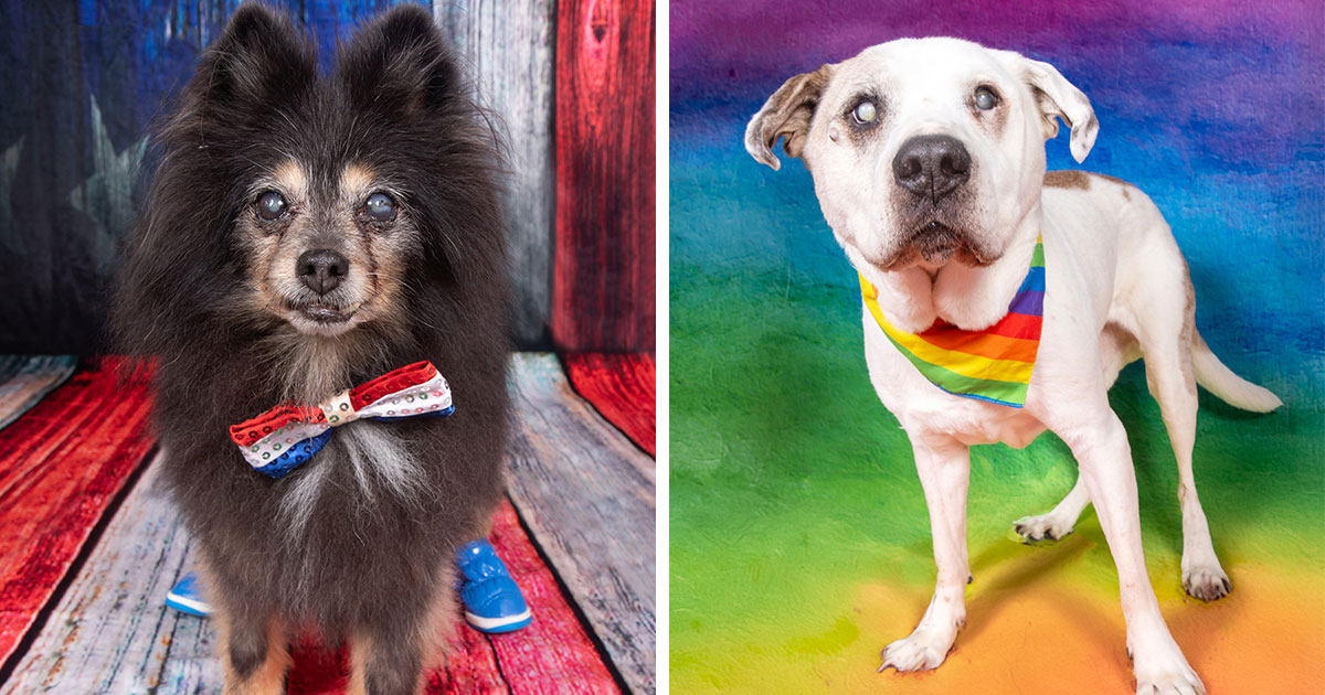 The Sanctuary For Senior Dogs Shares 30 Adorable Photos Of Rescued ...