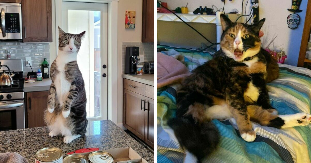 34 Funny Pics Of Goofy Cats Who Look Like Their Brain Took The Day Off ...