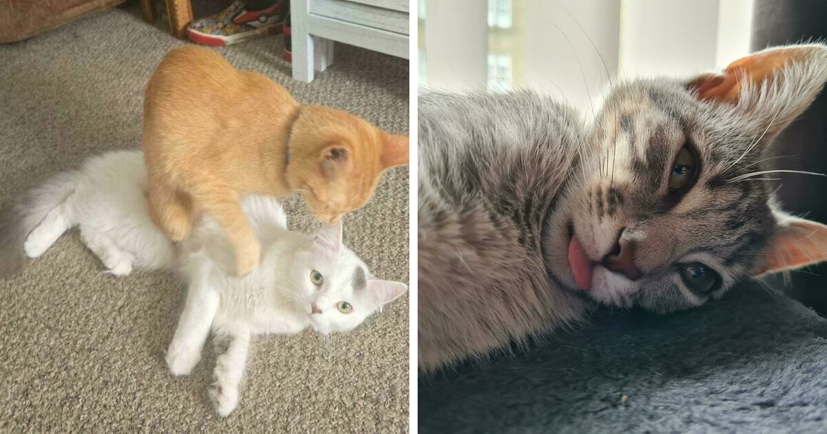 34 Funny Pics Of Goofy Cats Who Look Like Their Brain Took The Day Off ...