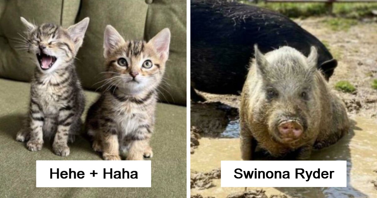85 Hilarious And Magnificent Pet Names That Deserve A Medal For ...