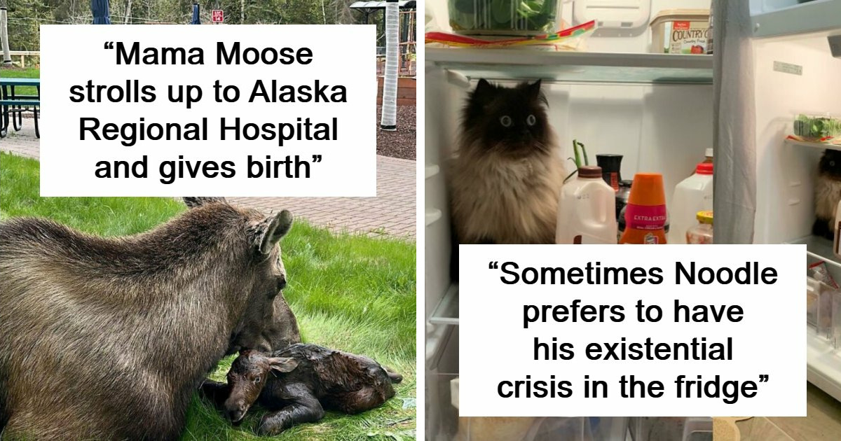 "Our Very Own Scrappy Doo": 107 Animal Pics That Are Pure Serotonin ...