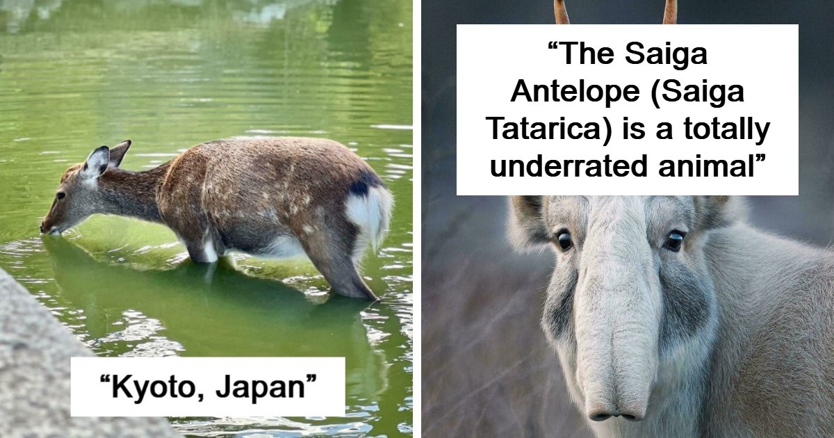 “That Intense Stare”: 73 Extraordinary Animal Photos That Celebrate ...