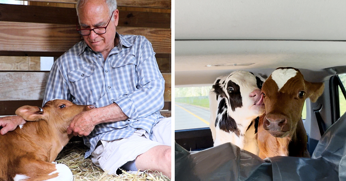 Calf Hits The Jackpot When A Vermont Farmer Spared Him, But His Rescue ...