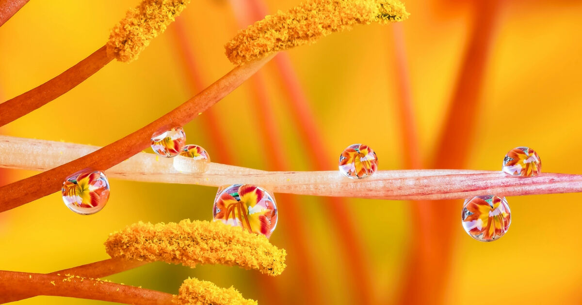 Can You Identify 16 Everyday Objects From Their Zoomed-In Images ...