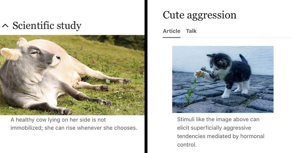 People Keep Finding Ridiculous Animal Facts And Pics On Wikipedia, And ...