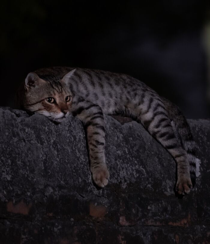 17 Common Cat Myths That An Animal Behavior Expert Finally Debunks ...