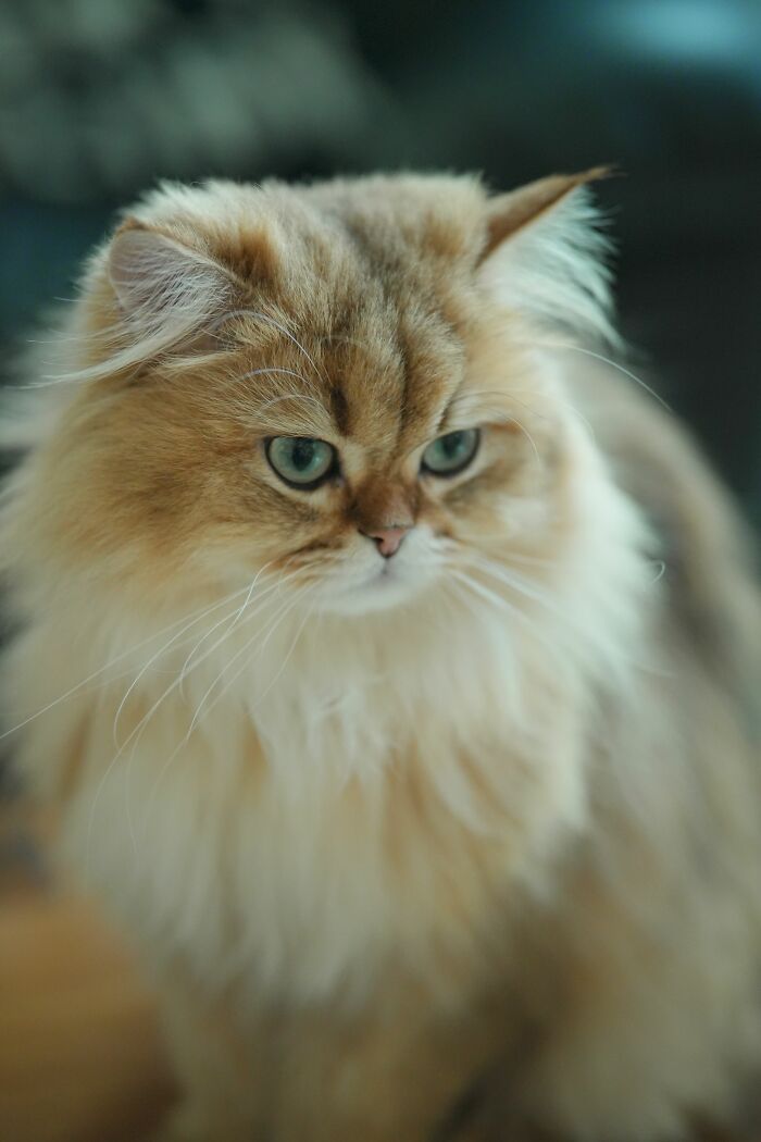 17 Common Cat Myths That An Animal Behavior Expert Finally Debunks ...