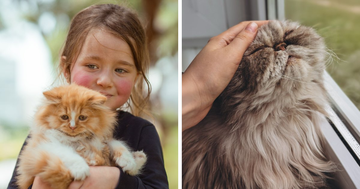 17 Cat Myths People Still Believe, Debunked By An Animal Behavior ...