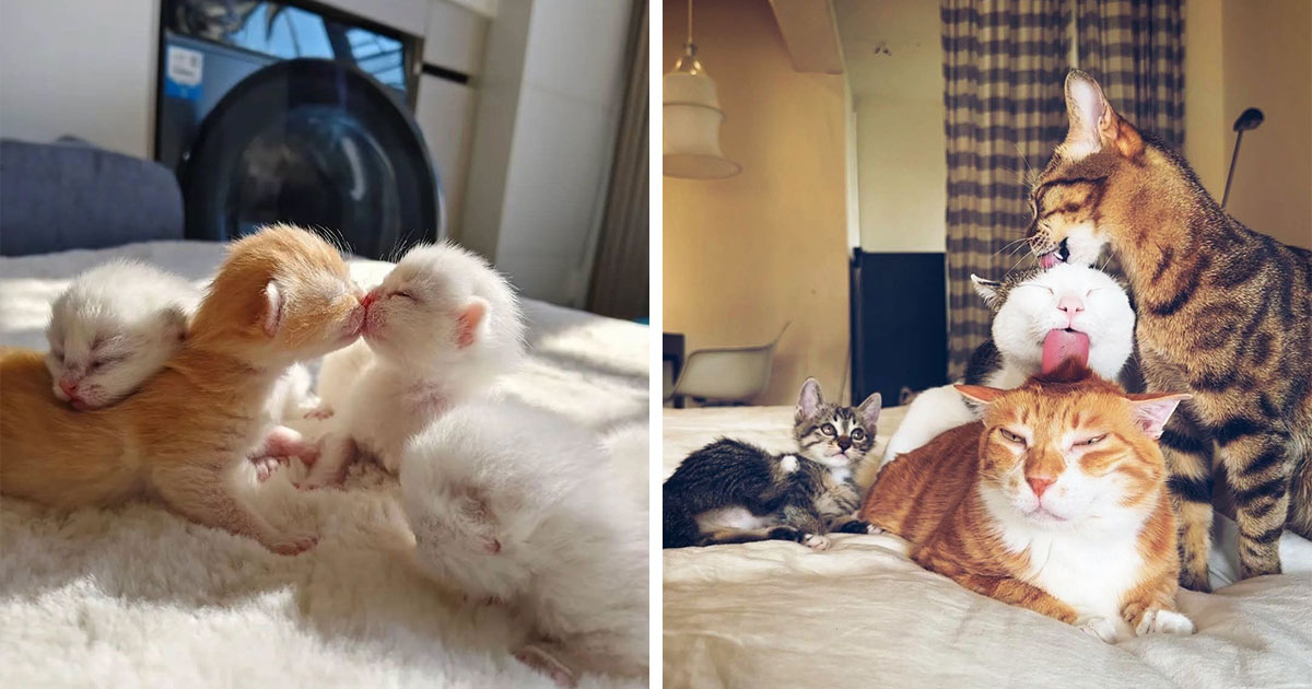 63 Funny And Cute Cat Photos That Might Make You Smile Today (New Pics ...