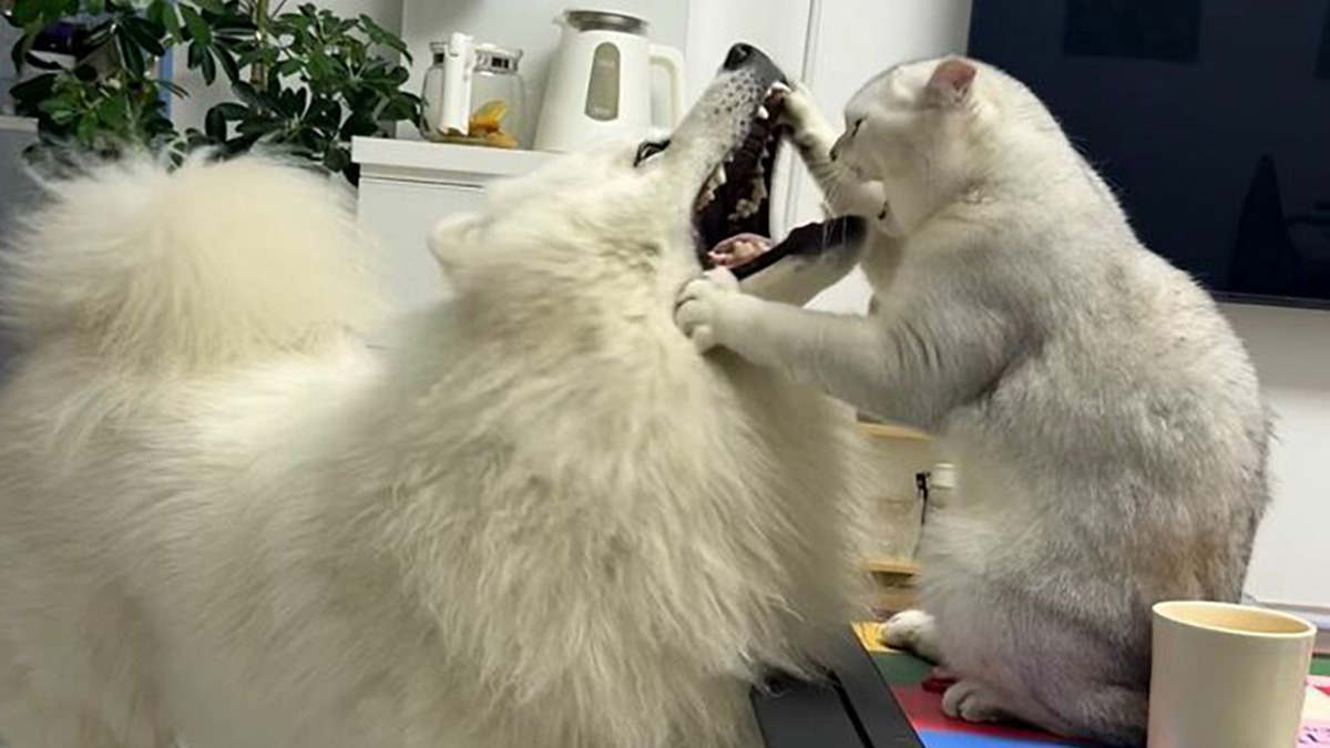 30 Funny And Cute Dog Photos To Help You De-Stress | Bored Panda