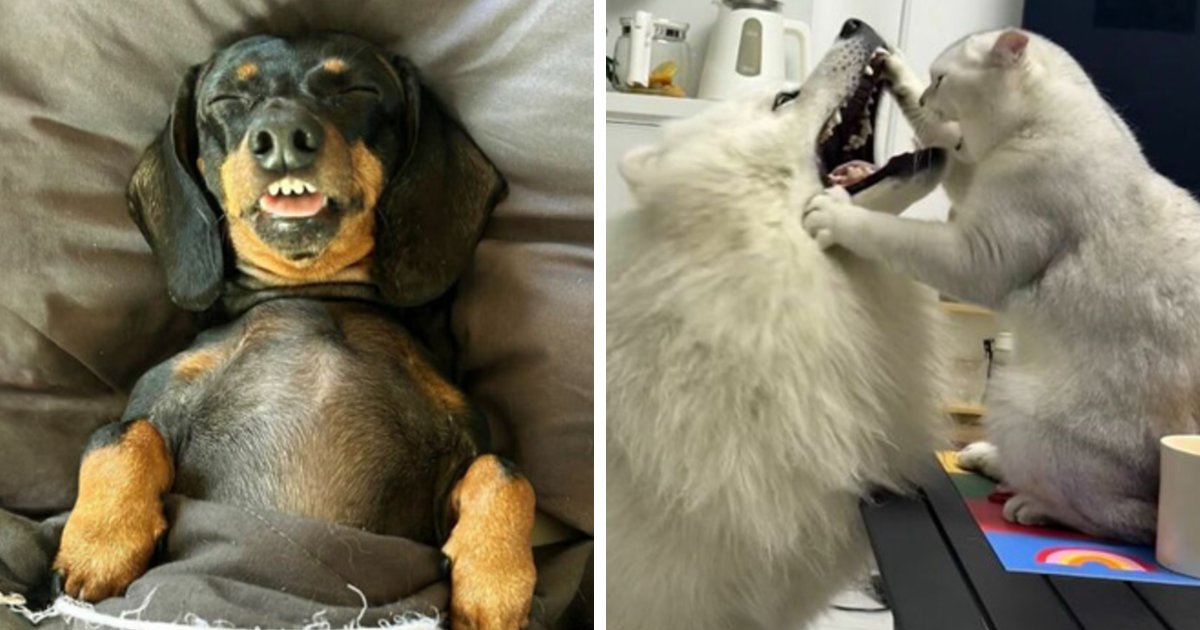 30 Funny And Cute Dog Photos To Help You De-Stress | Bored Panda