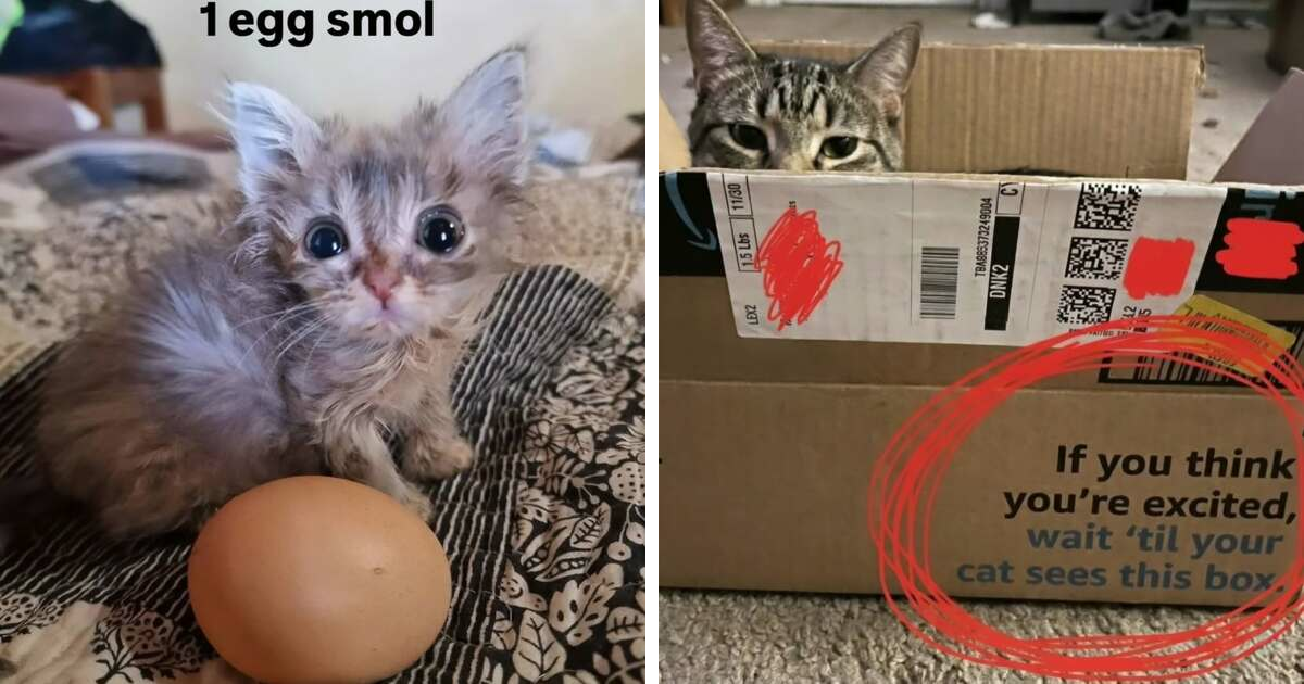 50 Funny Cat Memes That Prove Life Is Better When Cats Are Being Weird ...