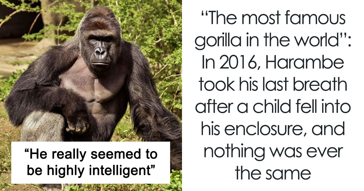 10 Years After Tragic Incident In The Cincinnati Zoo, Let's Shed More ...