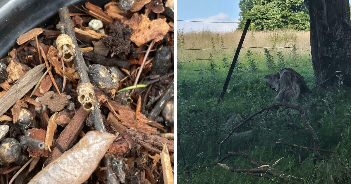 “A Sunbathing Sloth”: 56 Wild And Unexpected Cases Of Pareidolia That ...