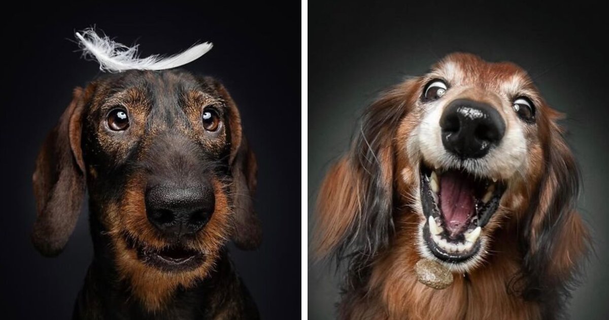 30 Heartwarming Photos Of Senior Dogs Celebrating Love And Loyalty ...