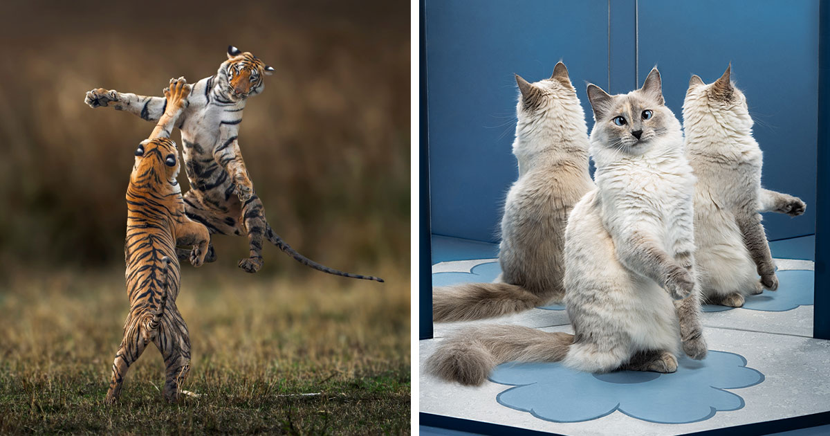 84 Captivating Wildlife Photos From The 2025 Chromatic Awards | Bored Panda